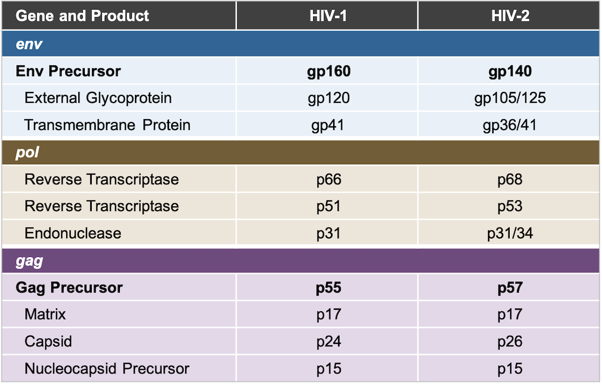 Question 4 - HIV-2 Infection Question Bank - National HIV Curriculum