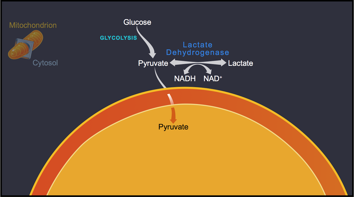 Core Concepts - Adverse Effects of Antiretroviral Medications ...