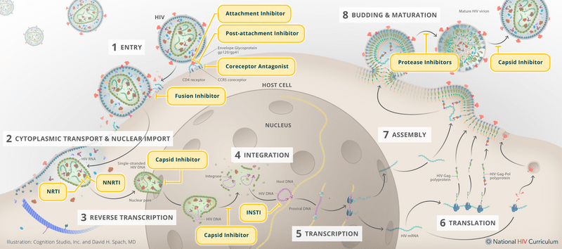 Core Concepts - Antiretroviral Medications and Initial Therapy ...