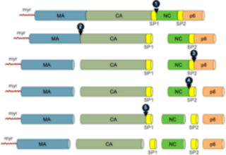 Core Concepts - Antiretroviral Medications and Initial Therapy ...