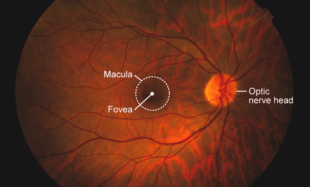 Core Concepts - Opportunistic Infections: Treatment - Co-Occurring ...
