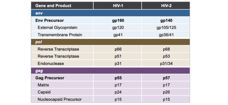 Core Concepts - HIV-2 Infection - Key Populations - National HIV Curriculum